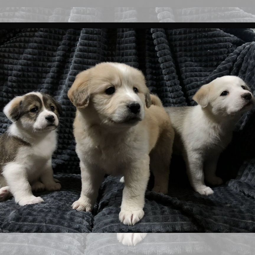 Щеночки отдаются бесплатно