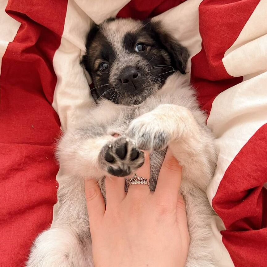 Щенок в добрые руки