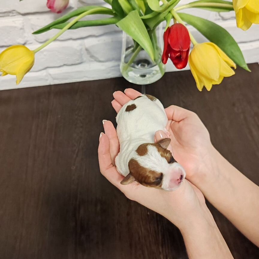 Джек рассел