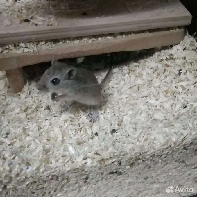 Песчанка бесплатно