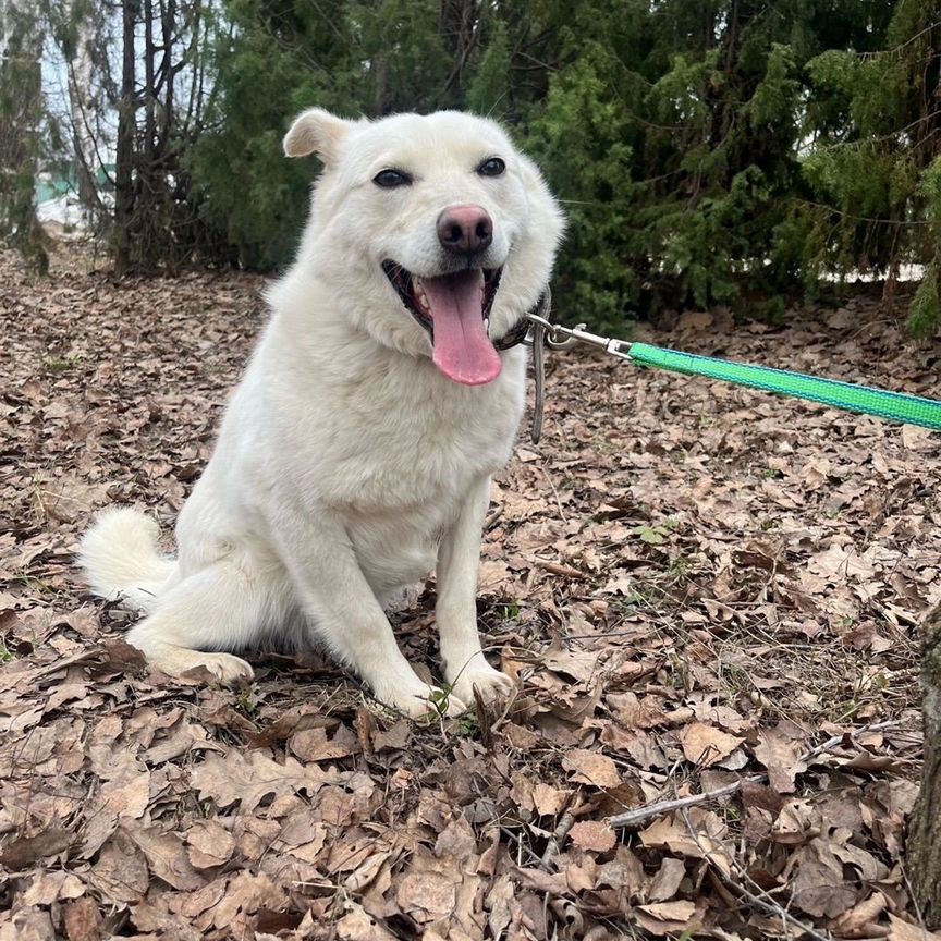 Собака ищет дом