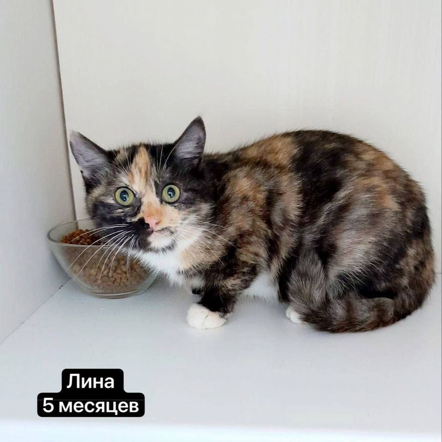 Кошечка в добрые руки