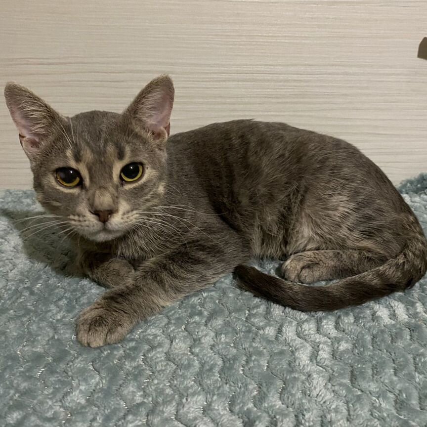 Котенок мальчик Сережка