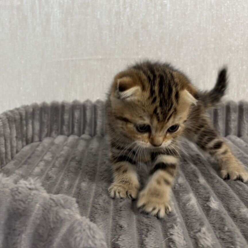Шотландский вислоухий короткошёрстный котёнок