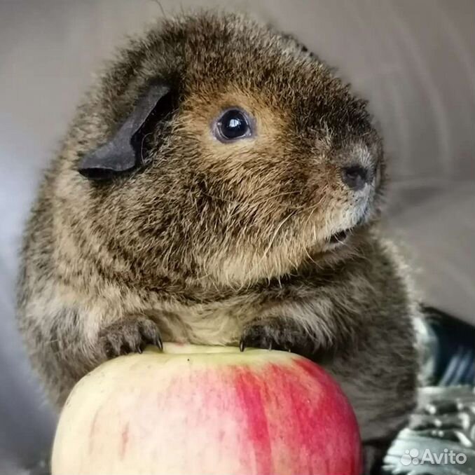 Морские свинки Американский тедди