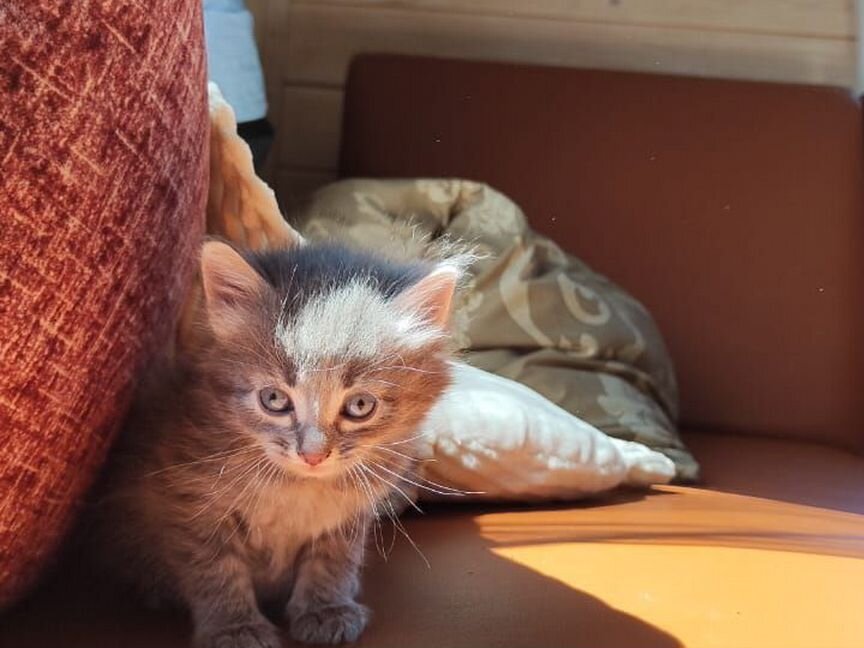 Котята в добрые руки бесплатно