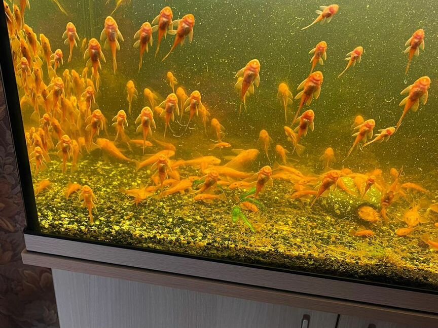 Аквариумные рыбки сомики