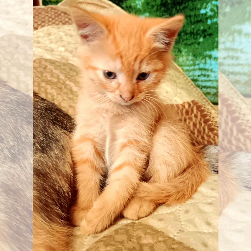 Рыжий котенок в добрые руки 1 месяц
