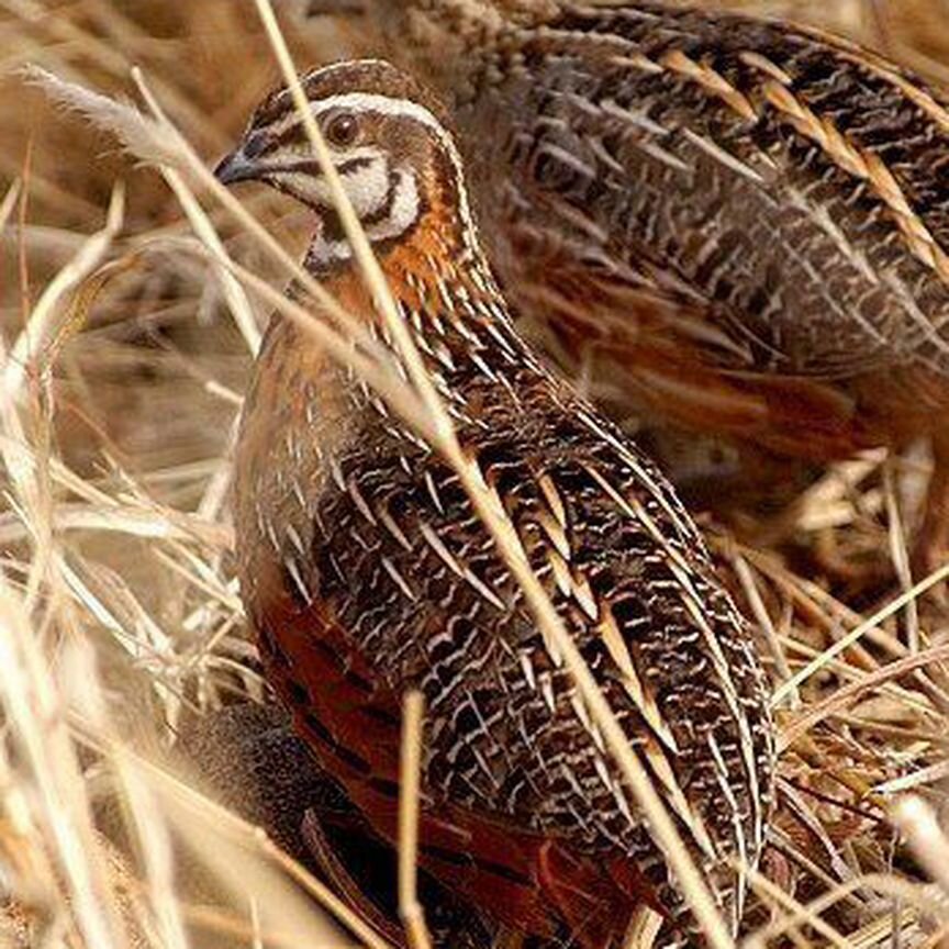 Перепела на корм