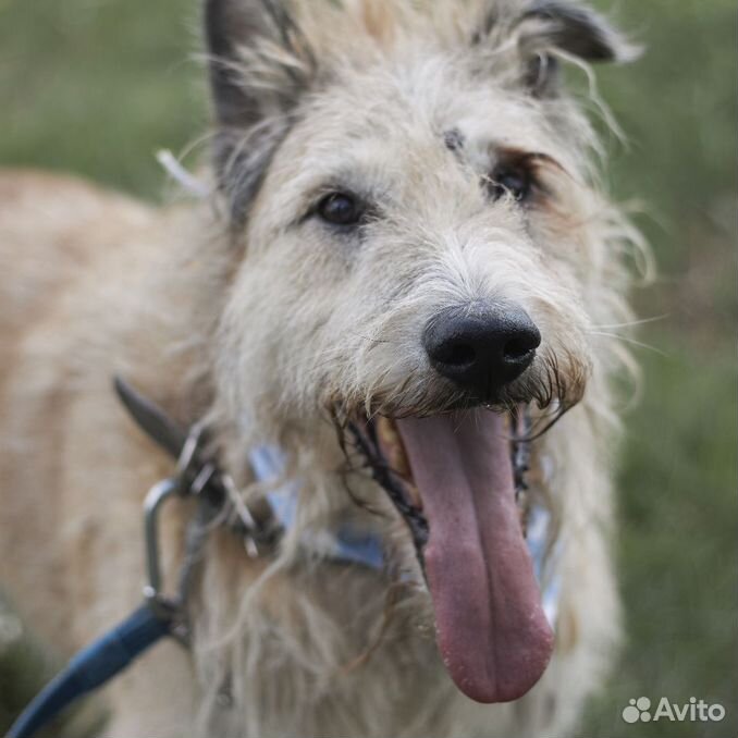 Старая собака ищет семью