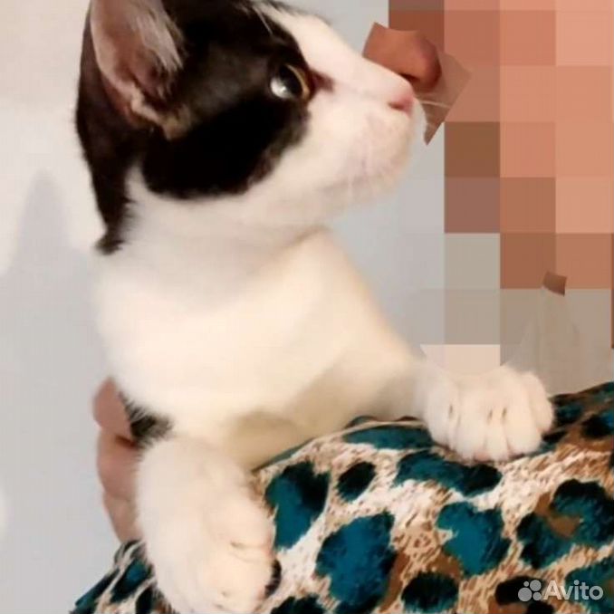 Котенок мальчик из приюта ждёт семью