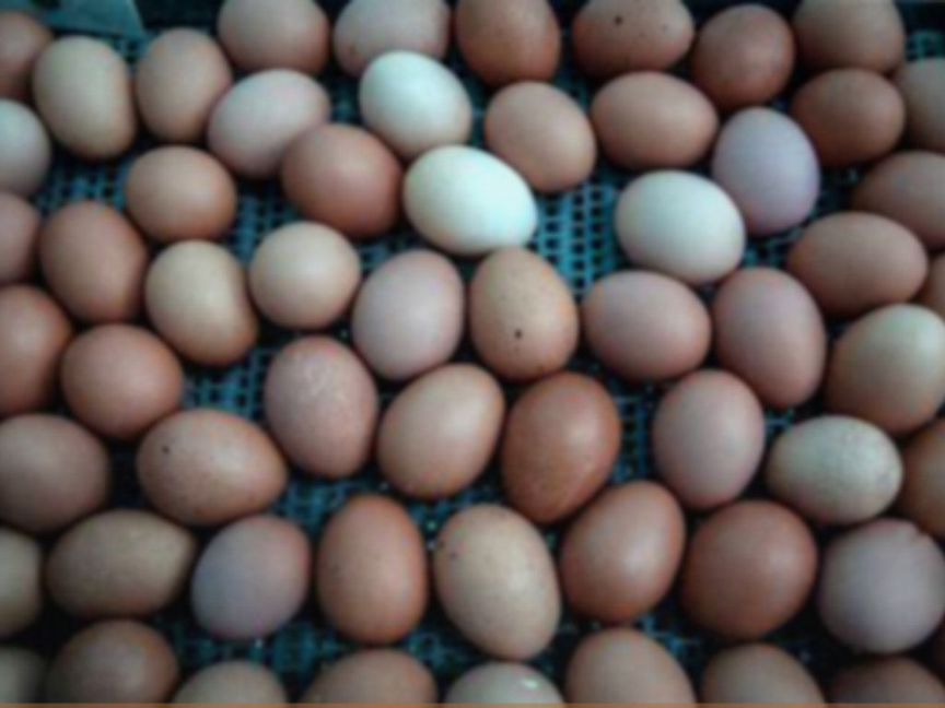 Яйца инкубационные с доставкой