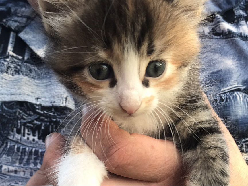 Котенок девочка бесплатно