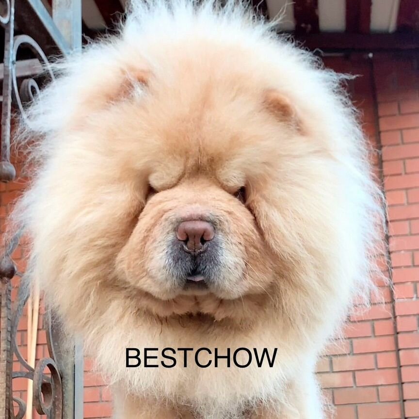 Чау-чау мальчик 1 год