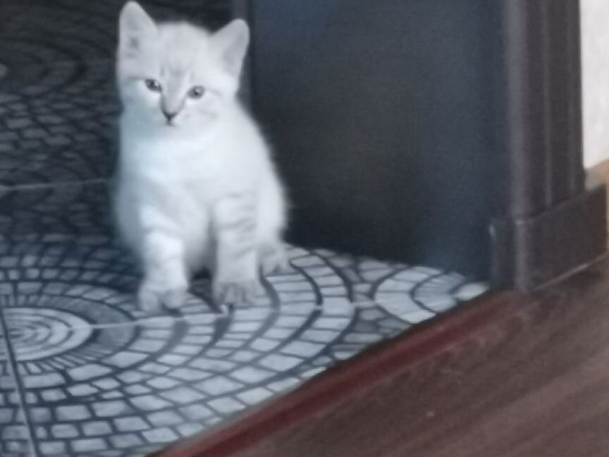 Кошка в дар бесплатно