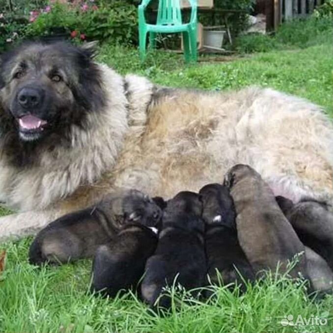 Щенки кавказской овчарки девочка бесплатно