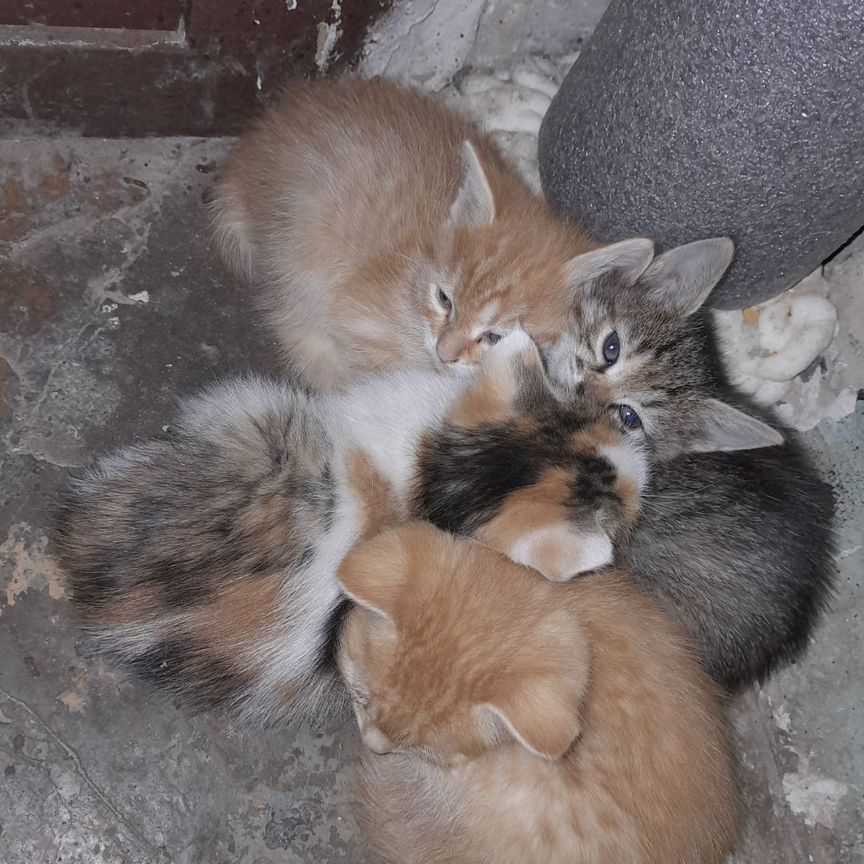 4 малыша ищут дом