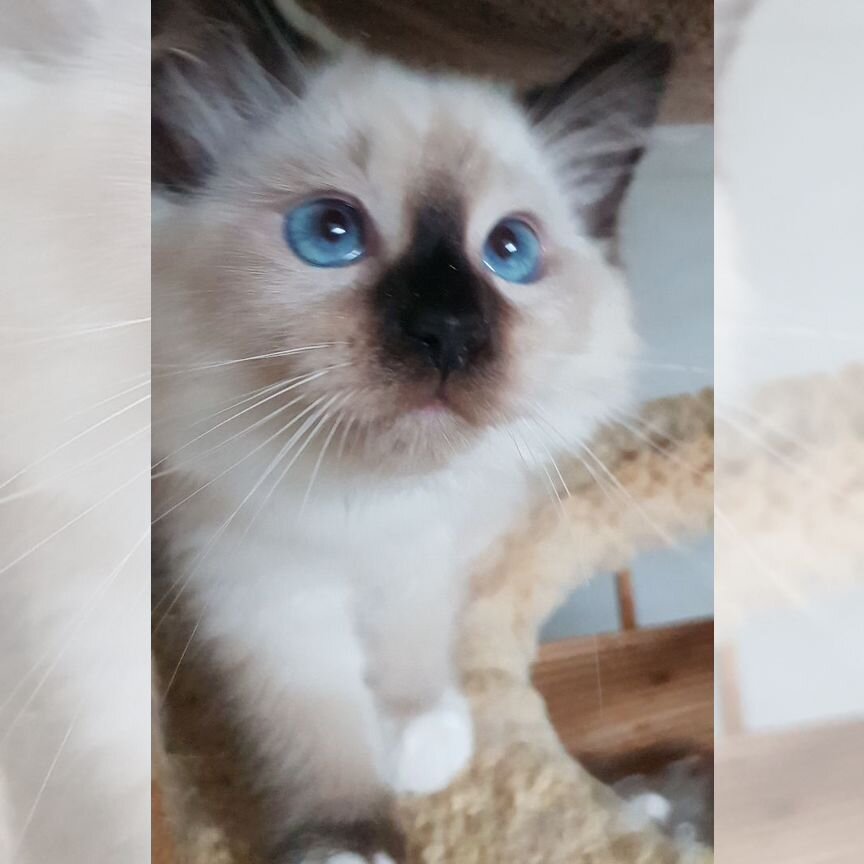 Котята Регдолл