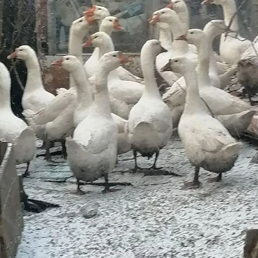 Продам гусей живым весом