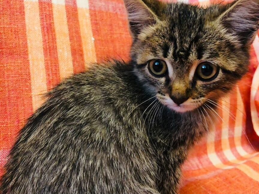 Самая красивая кошечка котенок