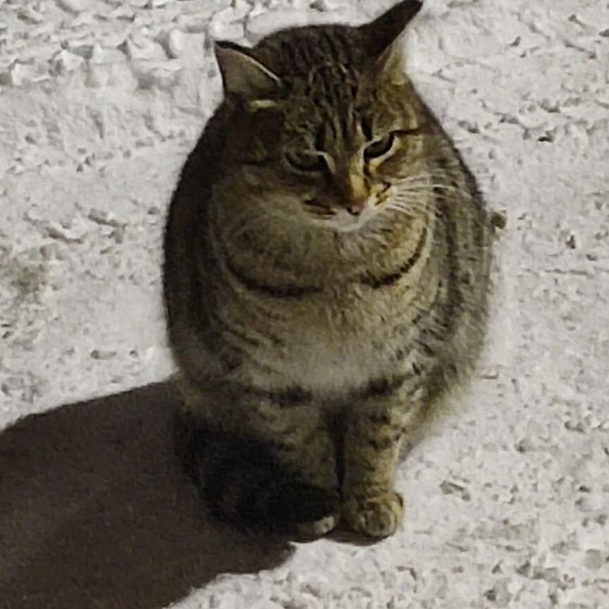 Взрослая, Девочка кошка в добрые руки