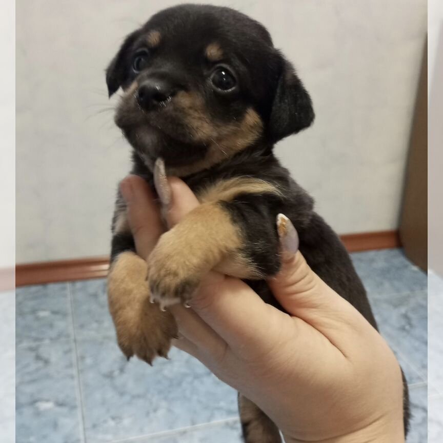 Чихуахуа, щенок