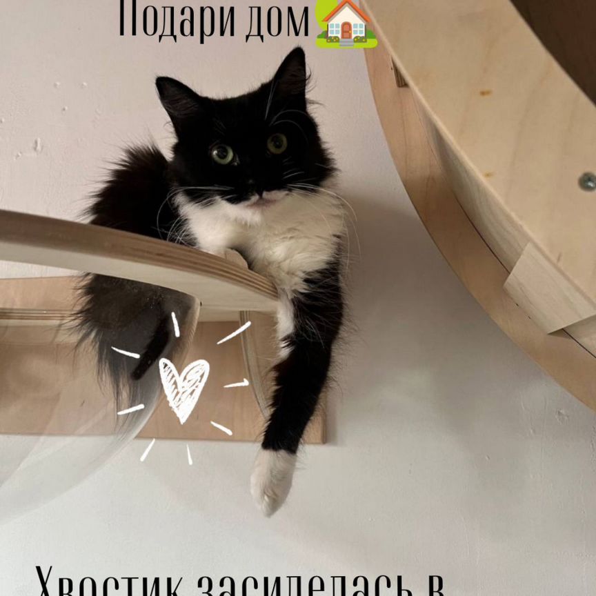 Взрослая, кошка в добрые руки