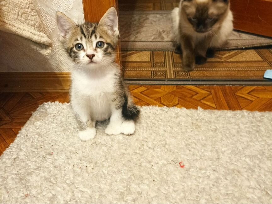 Котята в добрые руки бесплатно