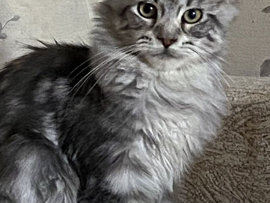 Серебряные девчонки мейн-кун