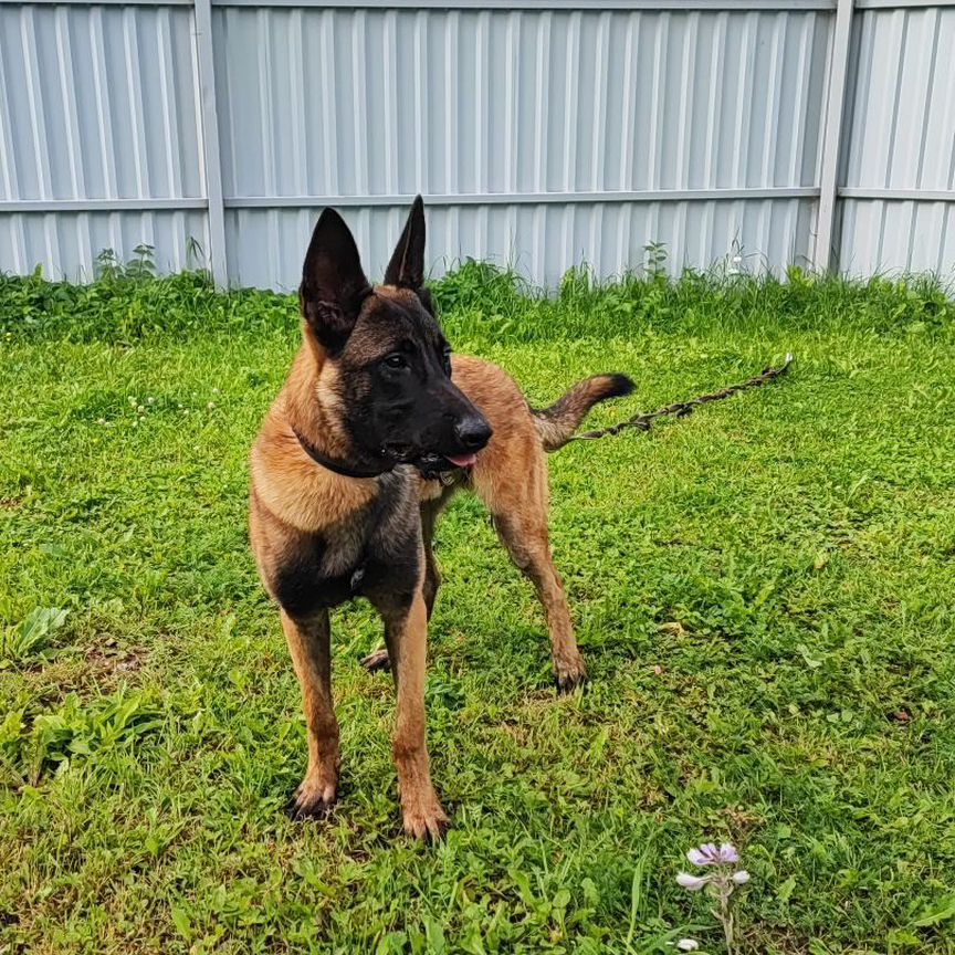 Бельгийская овчарка малинуа