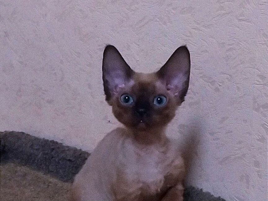 Девон-рекс шикарная кошечка синеглазка