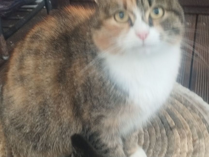 Кошки в добрые руки бесплатно