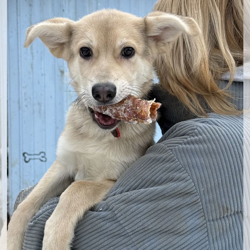 Щенок в добрые руки