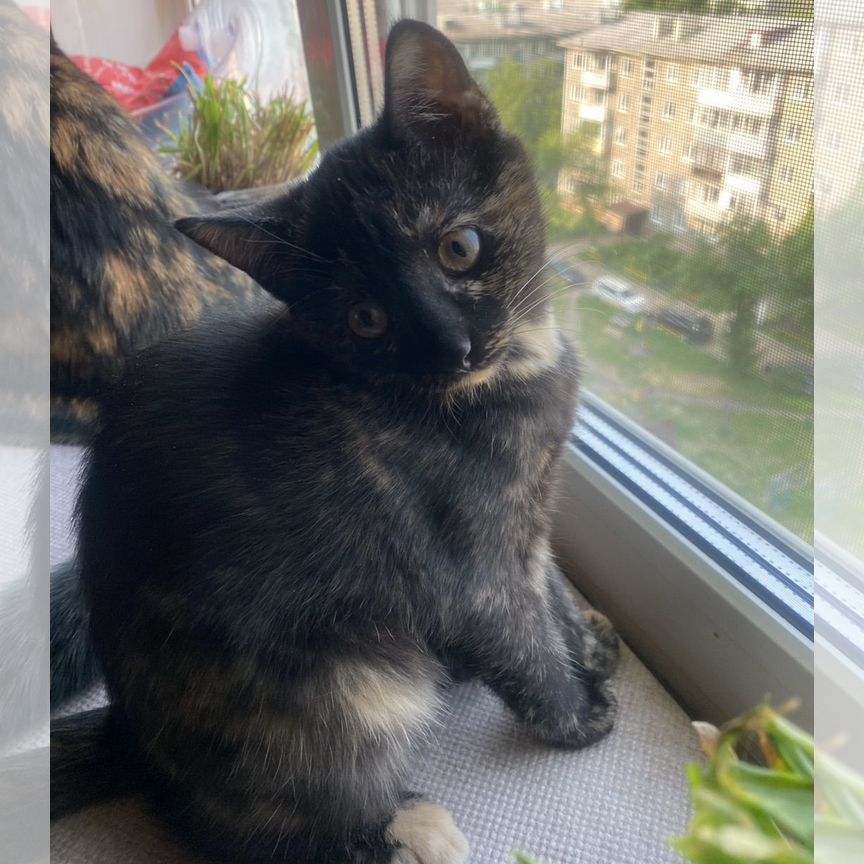 Котёнок в добрые руки