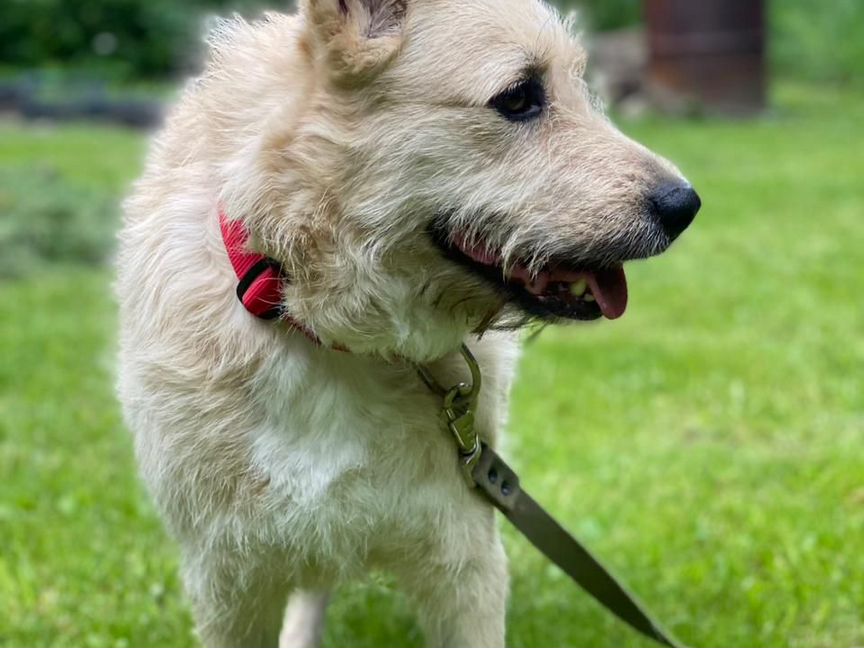 Собака в добрые руки