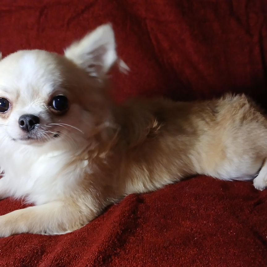 Пушистый зайка чистокровный Чихуахуа