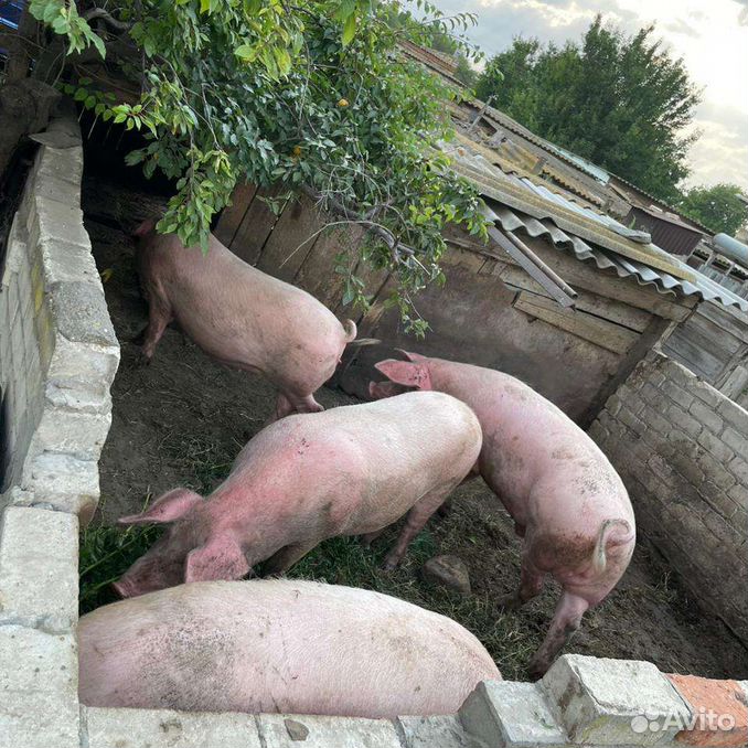 Поросенок ландрас