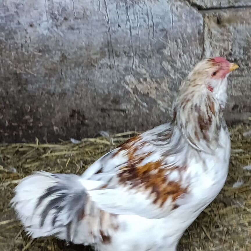 Молодые петухи