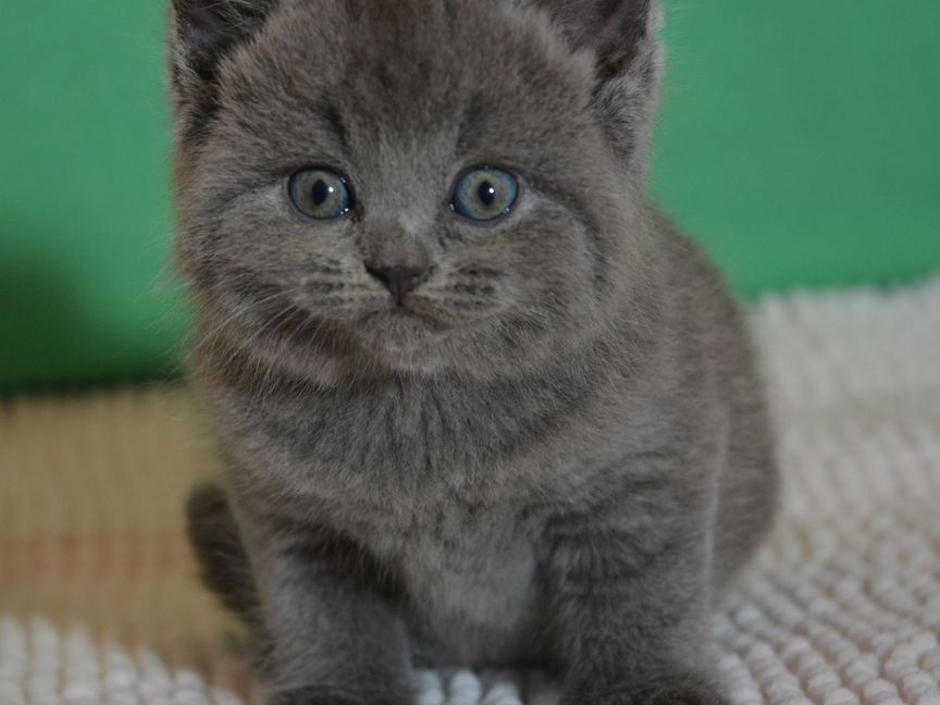 Британцы голубые