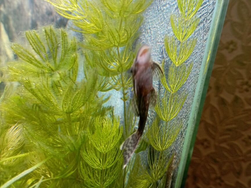 Анциструс самочка обмен на самца