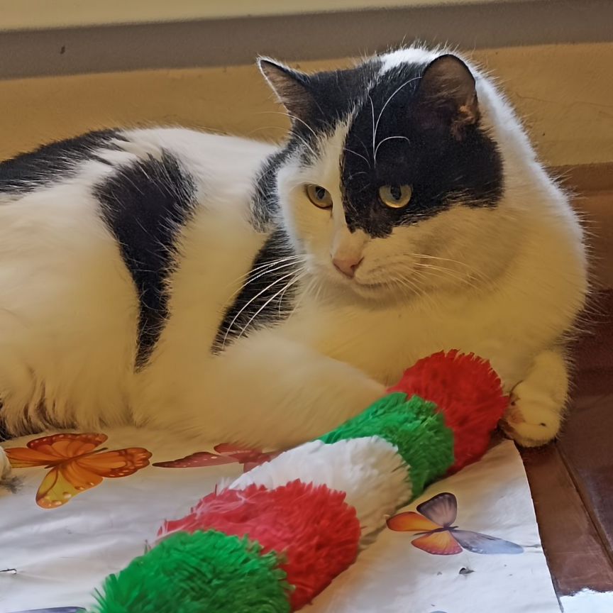 Взрослый кот в добрые руки