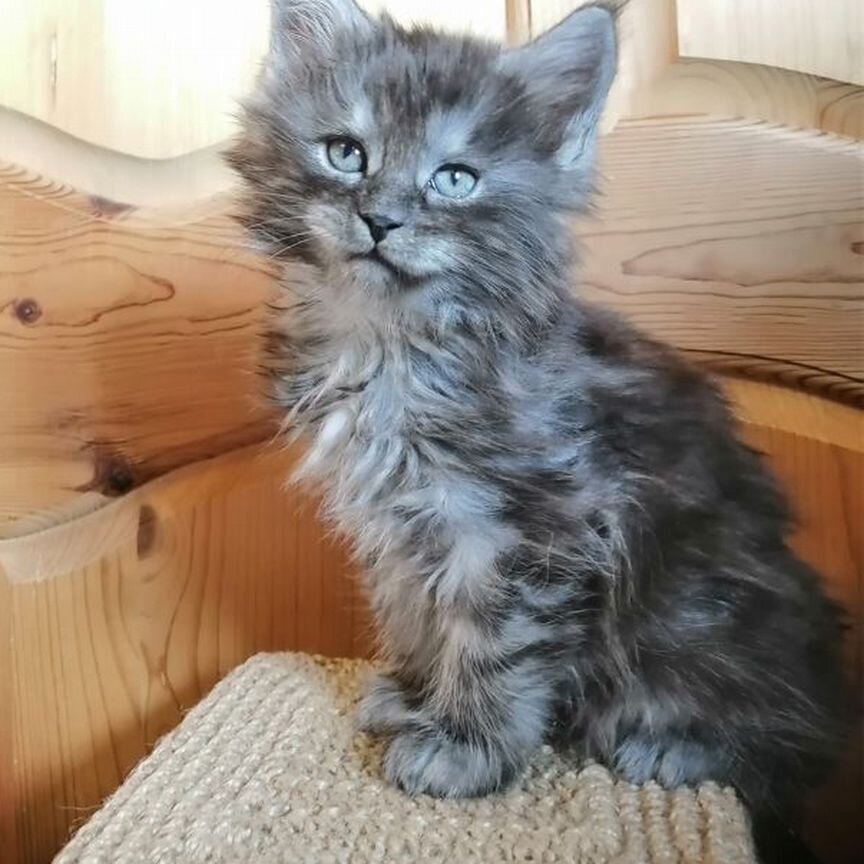 Мейн-кун котёнок