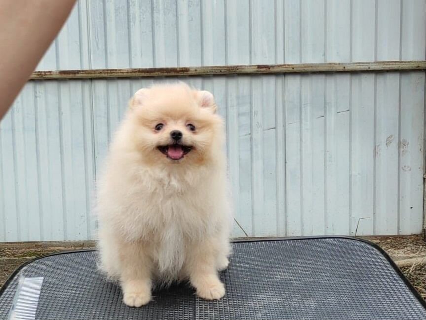 Цветная девочка с документами