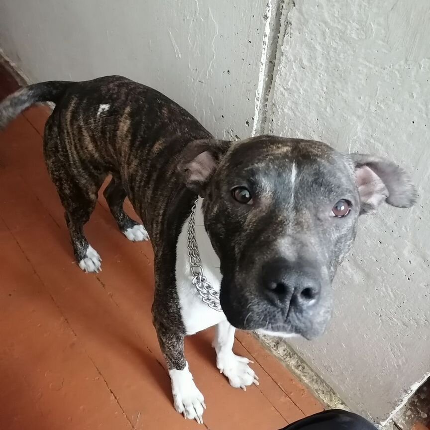 Отдаётся Амстафф в ответственную семью