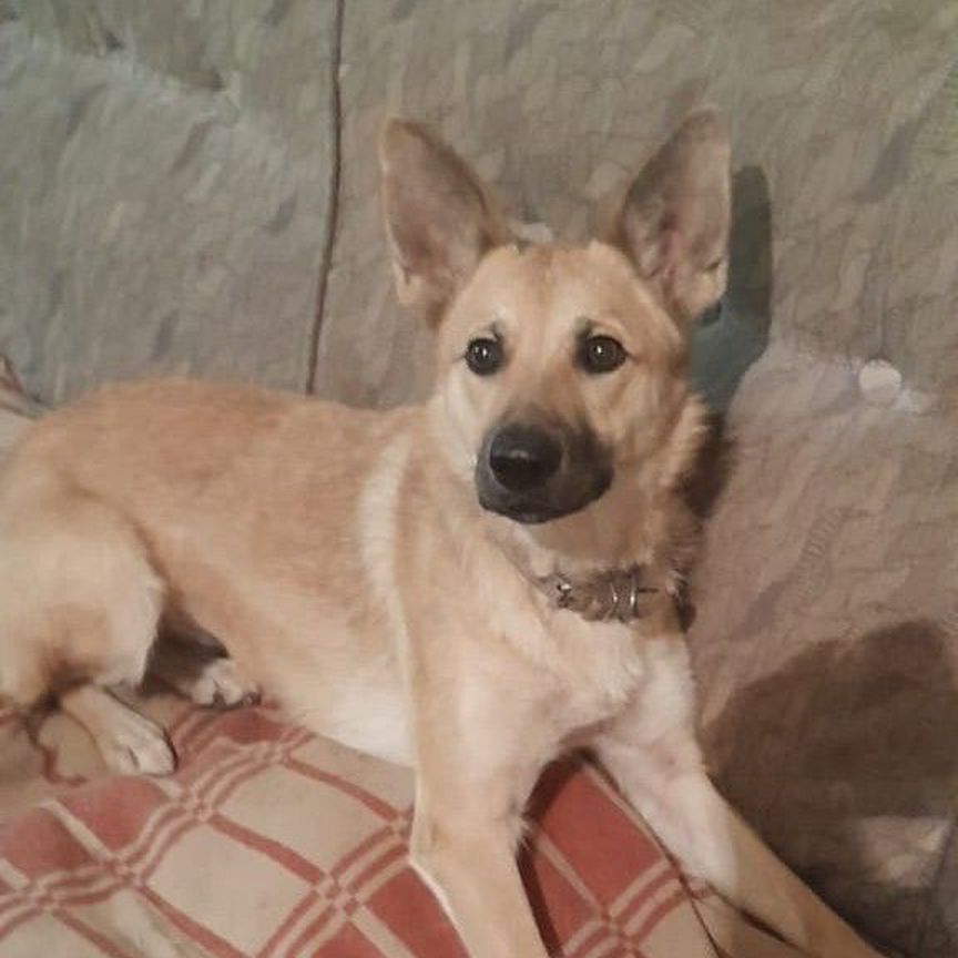 Собака в беде нужны добрые руки