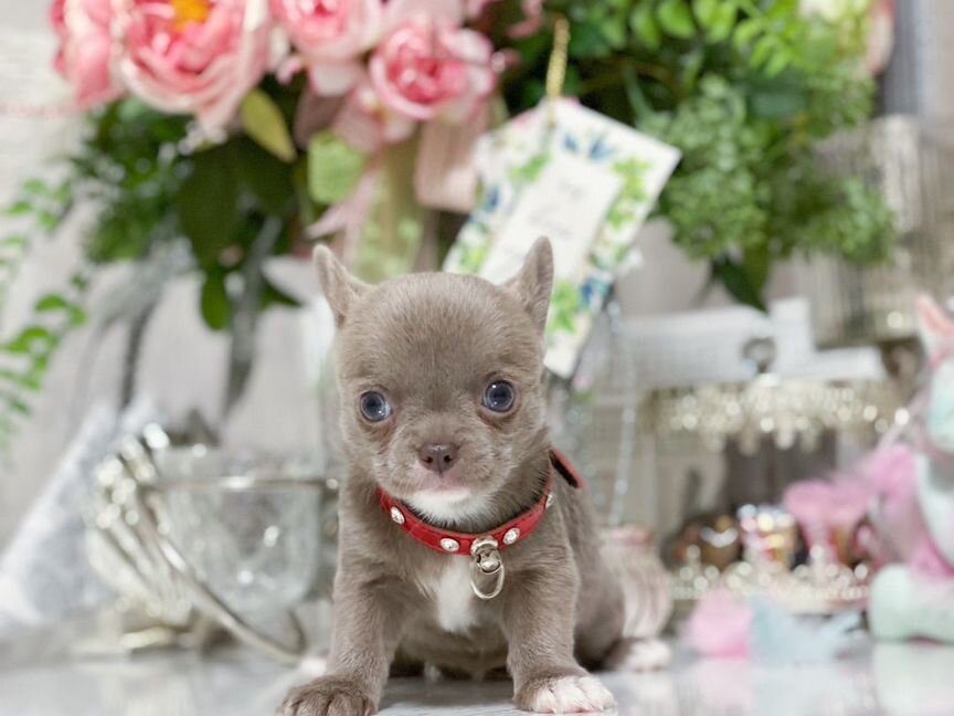 Чихуахуа mini экзот