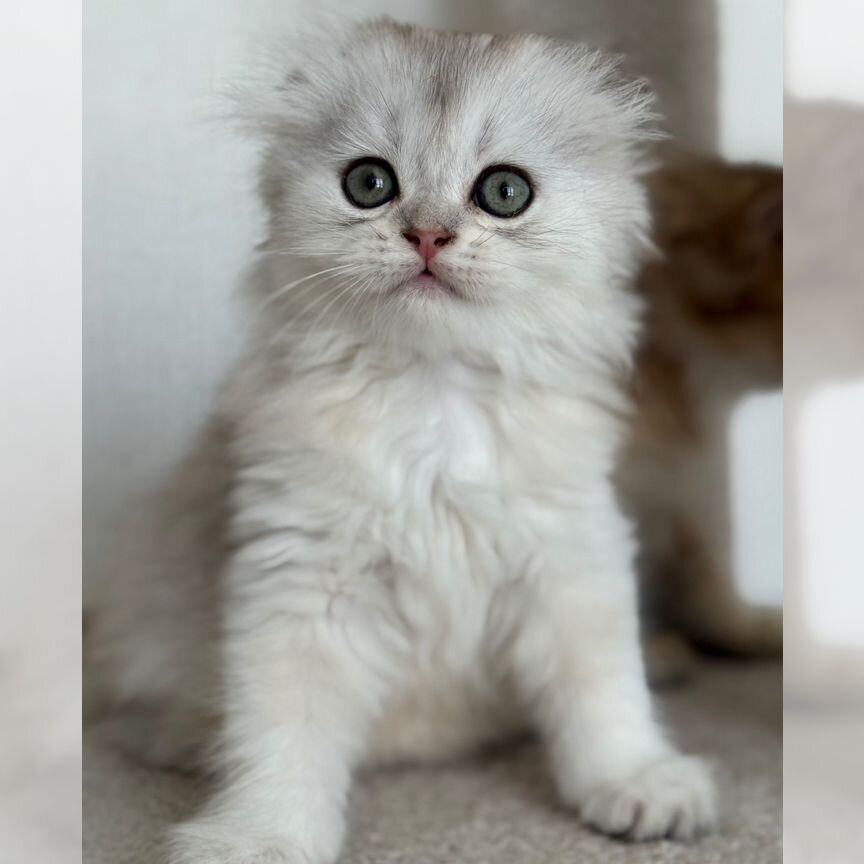 Шотландский вислоухий длинношёрстный котёнок