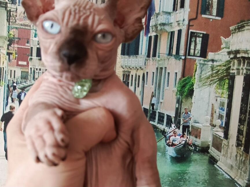 Котёнок мальчик бамбино крутыш