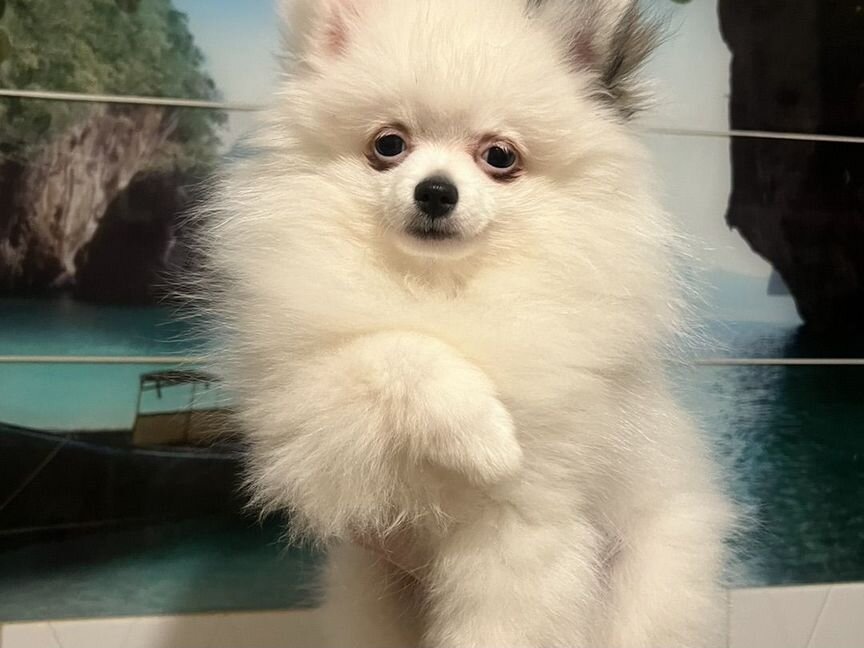 Померанский шпиц