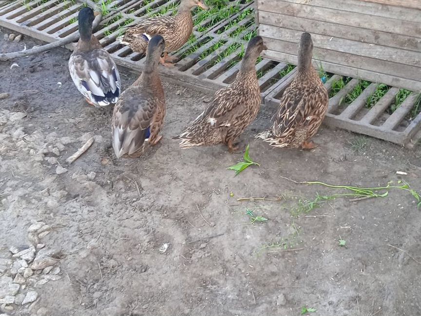 Утки подсадные и селезни